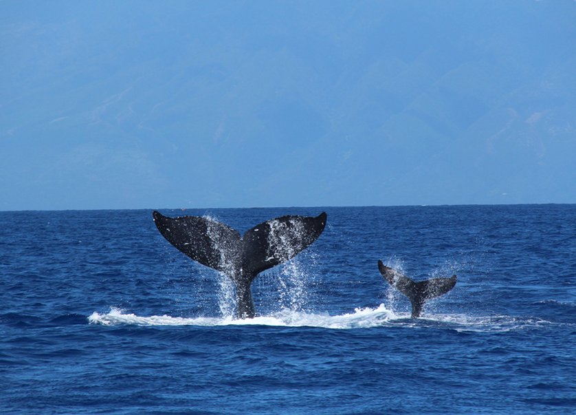IMAX - Humpback Whales: DVD oder Blu-ray leihen - VIDEOBUSTER.de