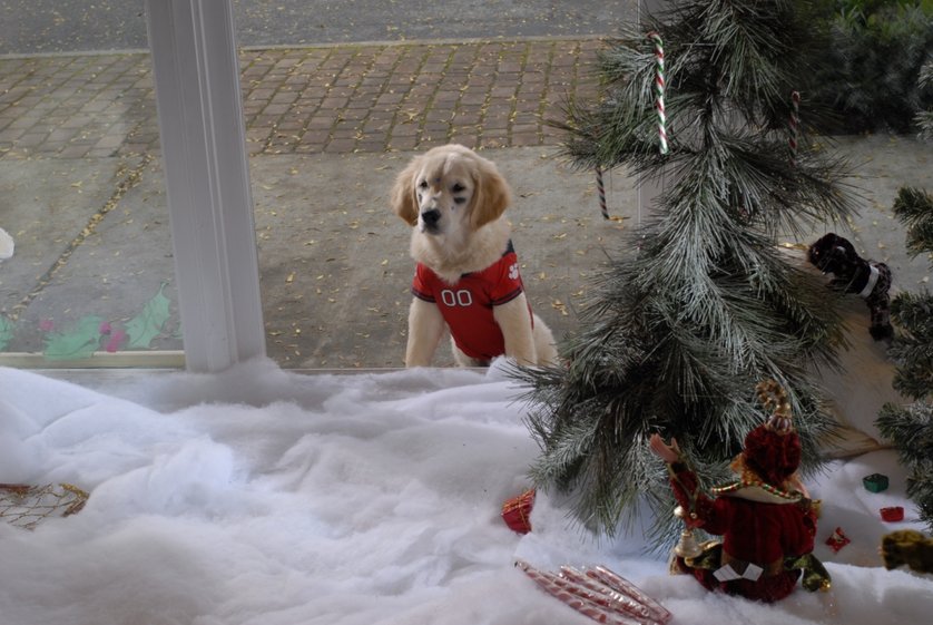 Santa Buddies: DVD oder Blu-ray leihen - VIDEOBUSTER.de