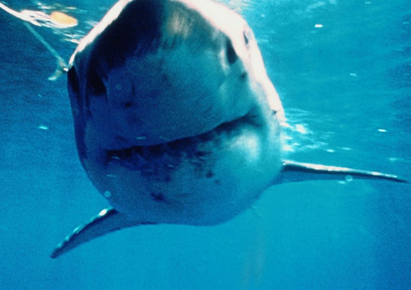 Shark Zone: DVD oder Blu-ray leihen - VIDEOBUSTER.de