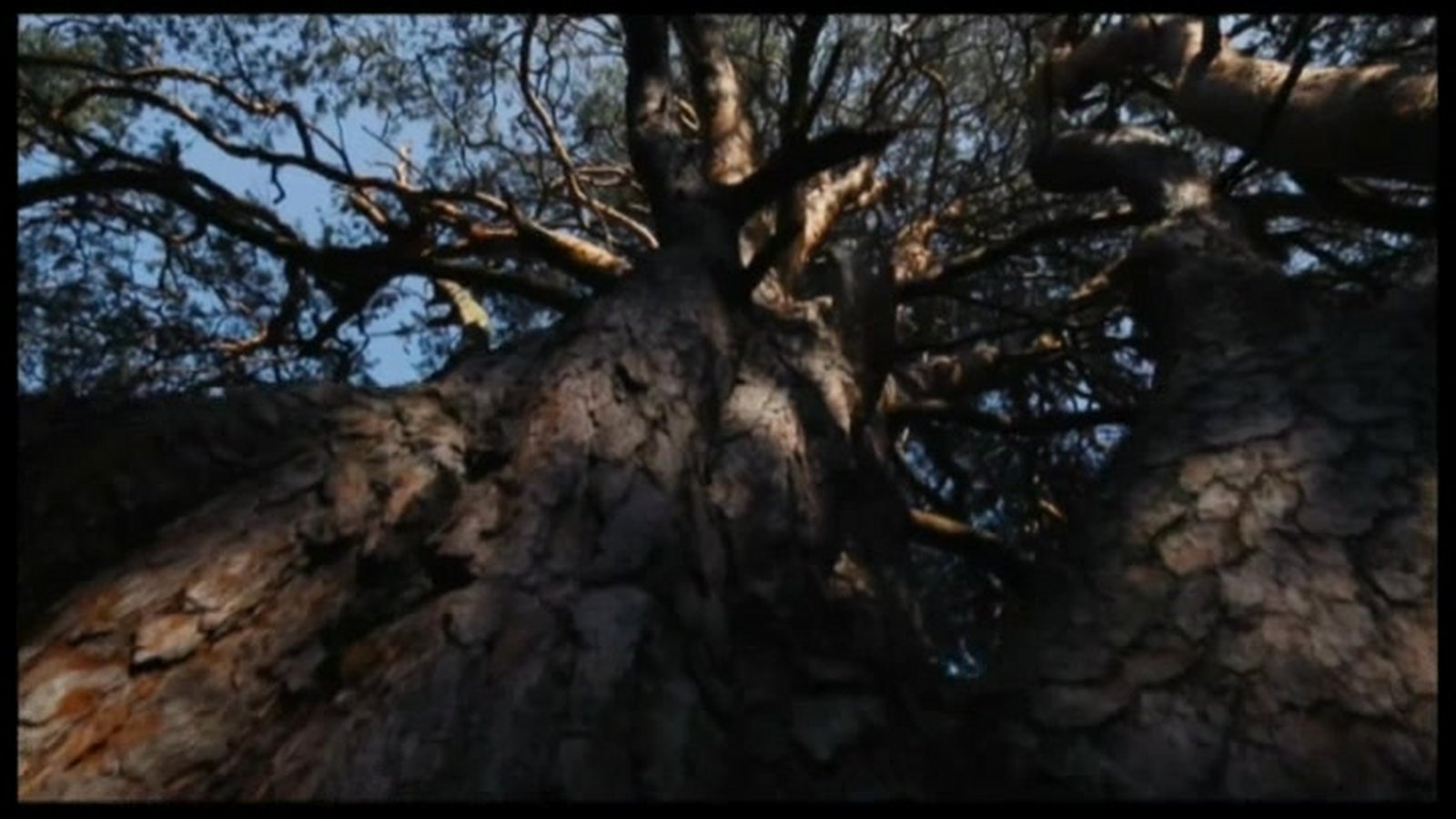 Wunder des Waldes: Blu-ray, 4K UHD, DVD leihen - VIDEOBUSTER