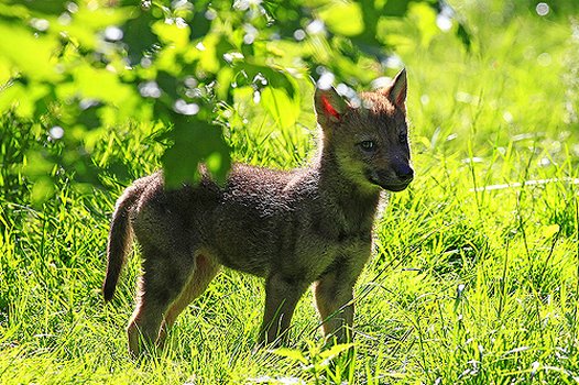 IMAX - Wolves: DVD oder Blu-ray leihen - VIDEOBUSTER.de