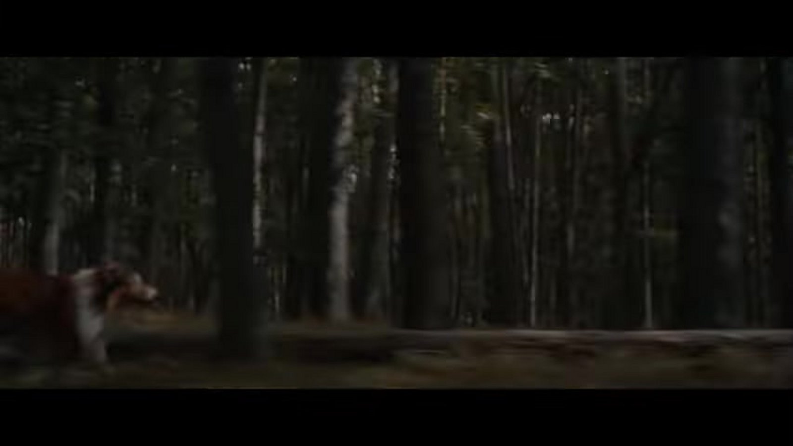 Lassie 2 - Ein neues Abenteuer: Stream, Blu-ray, 4K UHD oder DVD ...