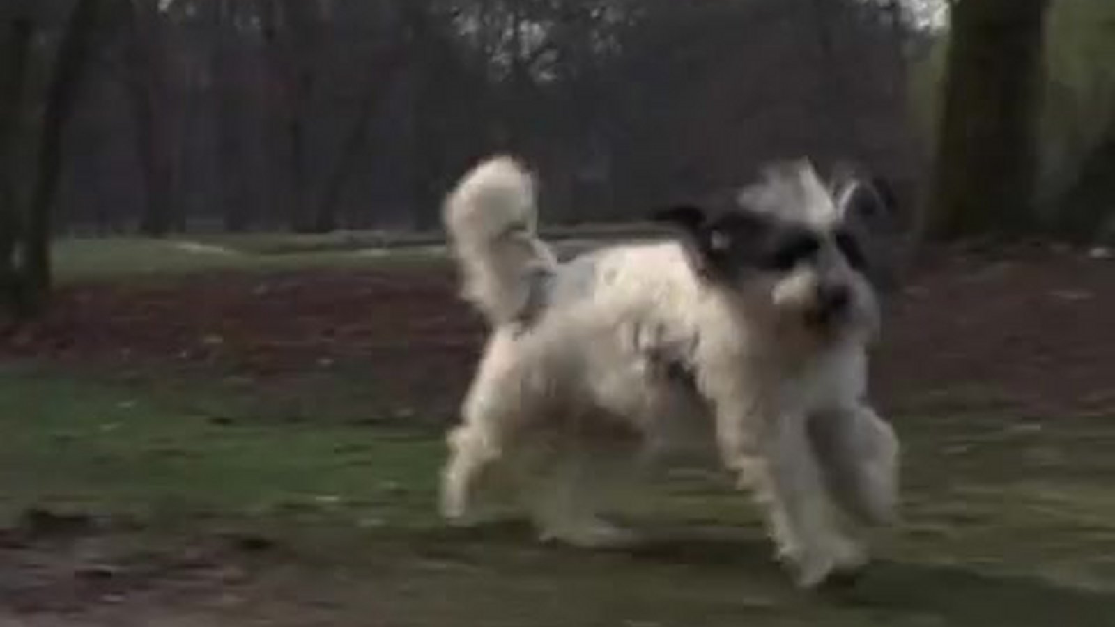 Alle lieben Willy Wuff: Blu-ray, 4K UHD, DVD leihen - VIDEOBUSTER