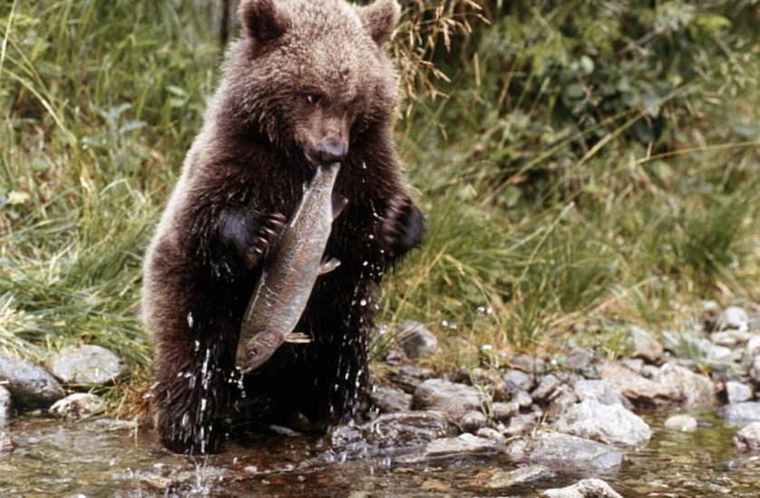 Der Bär: DVD oder Blu-ray leihen - VIDEOBUSTER.de
