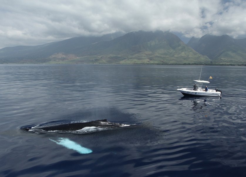 IMAX - Humpback Whales: DVD oder Blu-ray leihen - VIDEOBUSTER.de