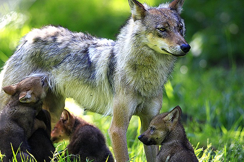 IMAX - Wolves: DVD oder Blu-ray leihen - VIDEOBUSTER.de