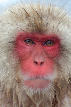 Affenwelten: DVD oder Blu-ray leihen - VIDEOBUSTER.de