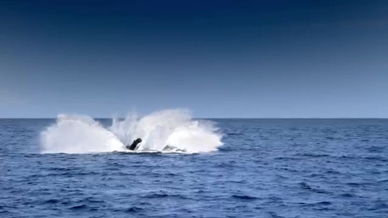 IMAX - Humpback Whales: Blu-ray, 4K UHD, DVD leihen - VIDEOBUSTER
