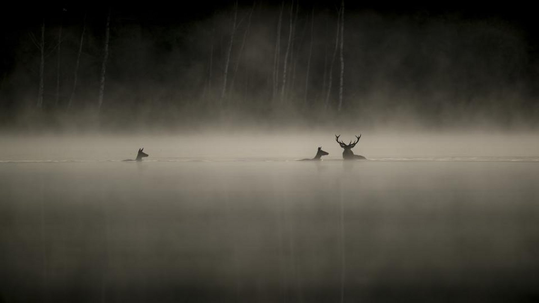 Das Flüstern der Wälder: Blu-ray, 4K UHD, DVD leihen - VIDEOBUSTER