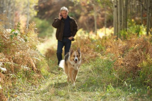 Darling Companion: DVD oder Blu-ray leihen - VIDEOBUSTER.de