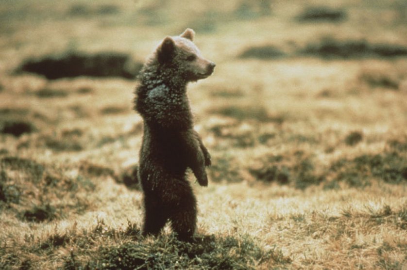 Der Bär: DVD oder Blu-ray leihen - VIDEOBUSTER.de