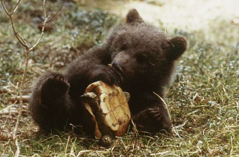 Der Bär: DVD oder Blu-ray leihen - VIDEOBUSTER.de