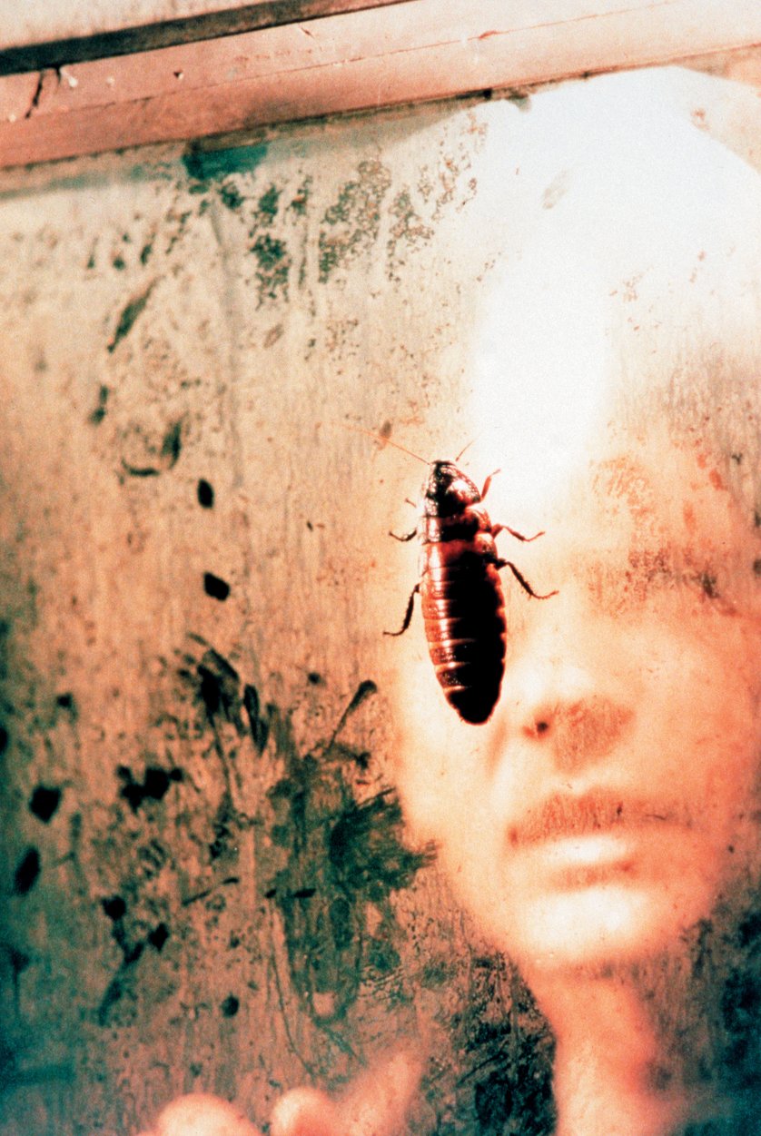 They Nest: DVD oder Blu-ray leihen - VIDEOBUSTER.de