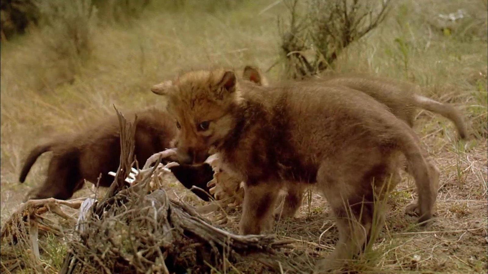 IMAX - Wolves: Blu-ray, 4K UHD, DVD leihen - VIDEOBUSTER