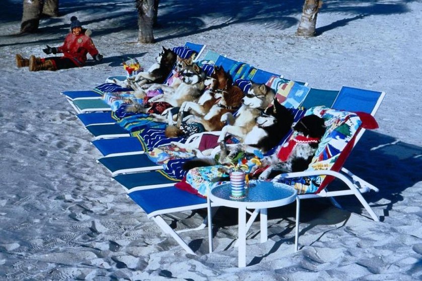 Snow Dogs: DVD oder Blu-ray leihen - VIDEOBUSTER.de