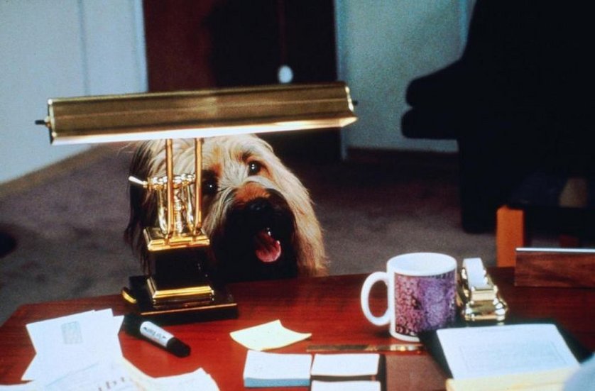 Top Dog: DVD oder Blu-ray leihen - VIDEOBUSTER.de