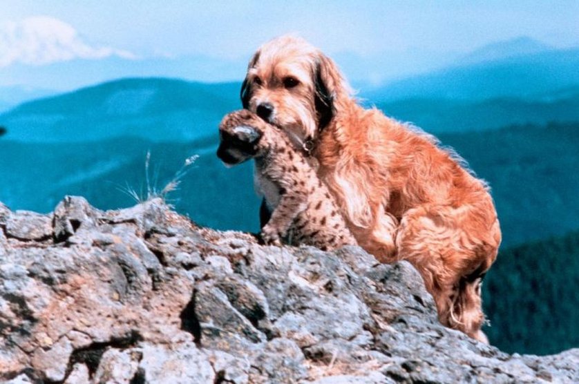 Benji - Sein größtes Abenteuer: DVD oder Blu-ray leihen - VIDEOBUSTER.de