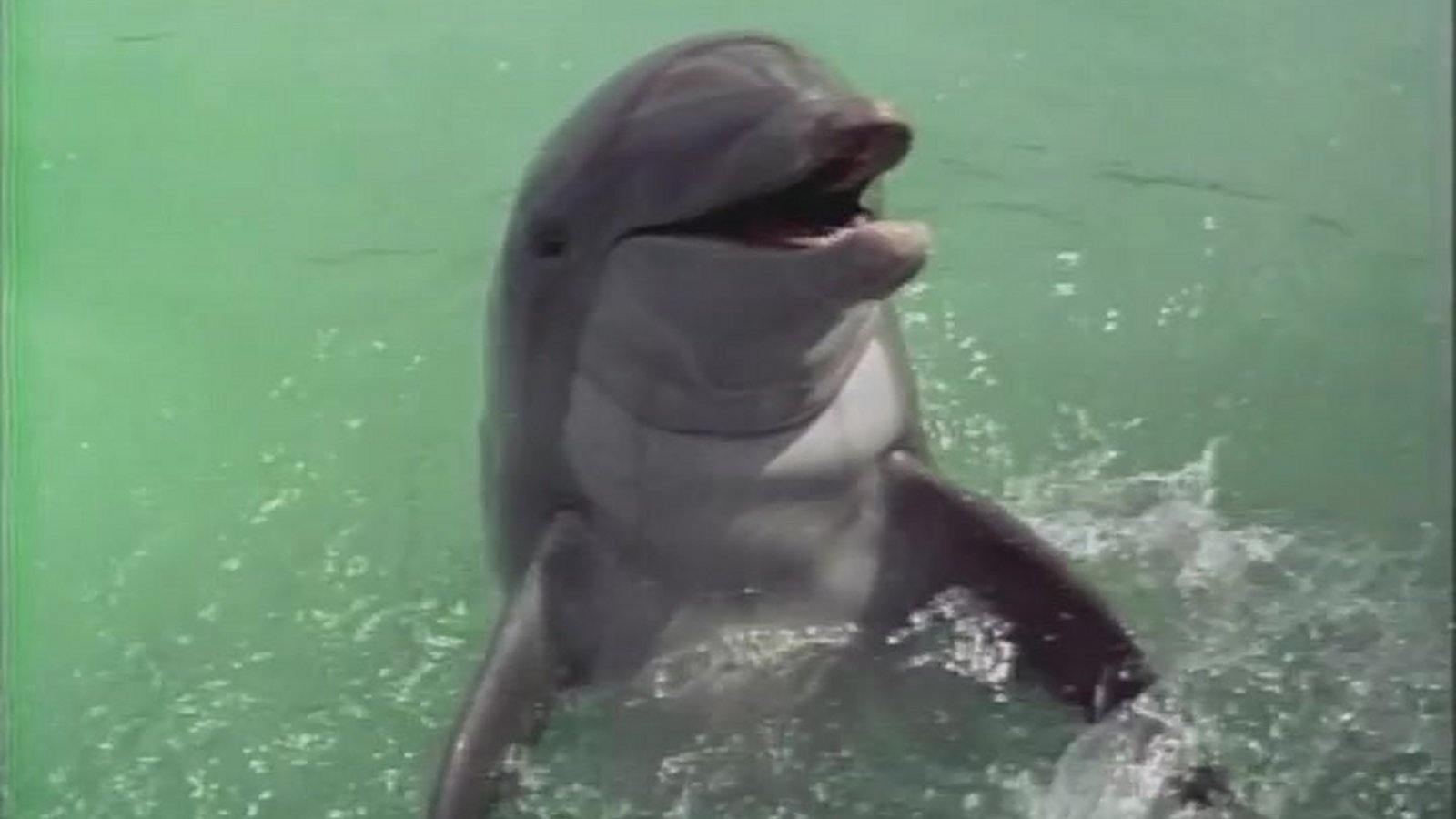 Zeus & Roxanne: Blu-ray, 4K UHD, DVD leihen - VIDEOBUSTER