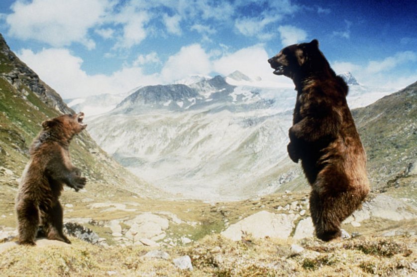 Der Bär: DVD oder Blu-ray leihen - VIDEOBUSTER.de