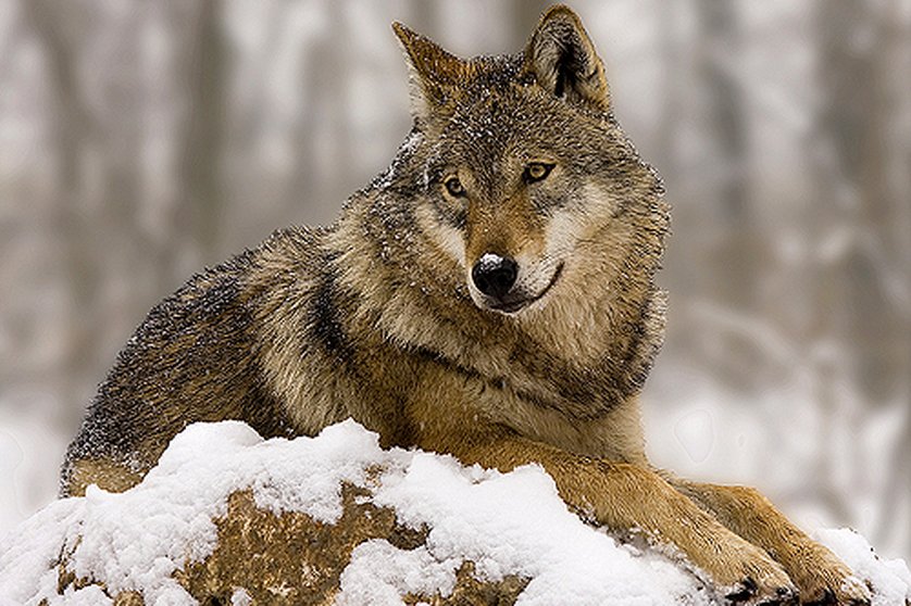 IMAX - Wolves: DVD oder Blu-ray leihen - VIDEOBUSTER.de