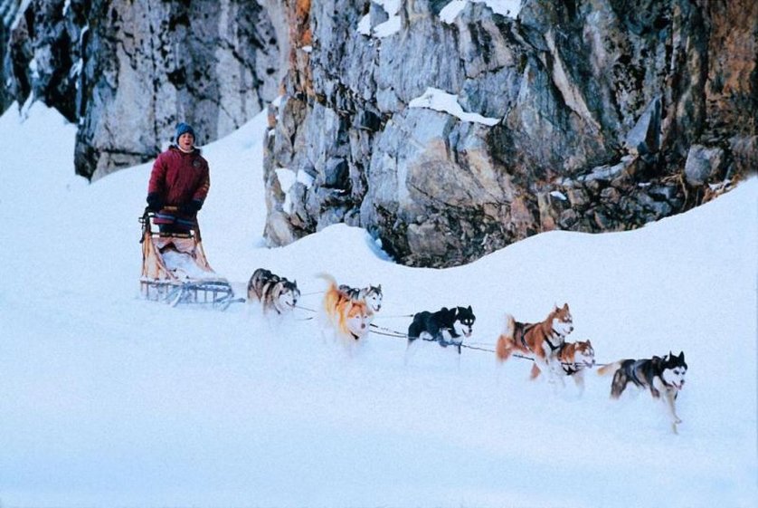 Snow Dogs: DVD oder Blu-ray leihen - VIDEOBUSTER.de