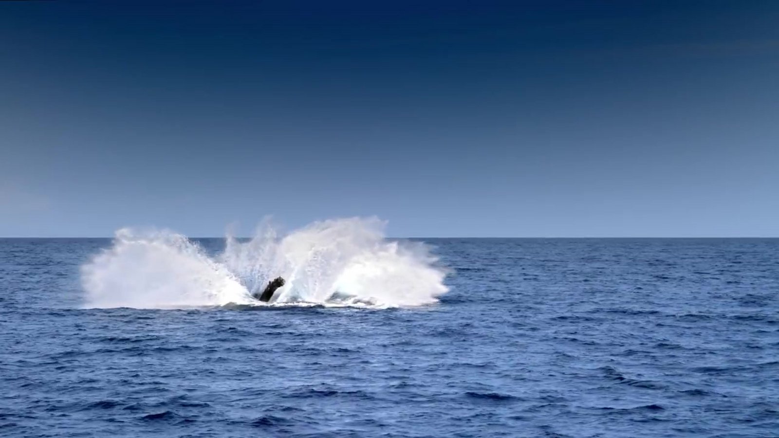 IMAX - Humpback Whales: Blu-ray, 4K UHD, DVD leihen - VIDEOBUSTER