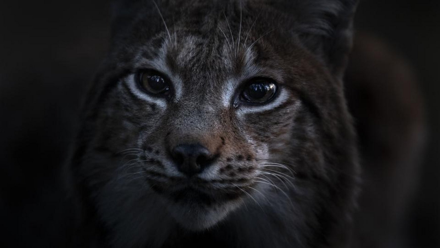 Das Flüstern der Wälder: Blu-ray, 4K UHD, DVD leihen - VIDEOBUSTER