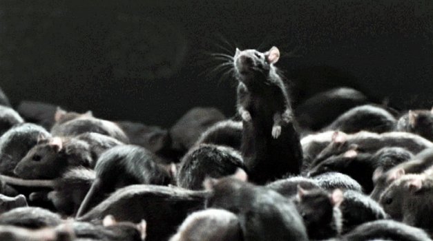 Ratten: DVD oder Blu-ray leihen - VIDEOBUSTER.de