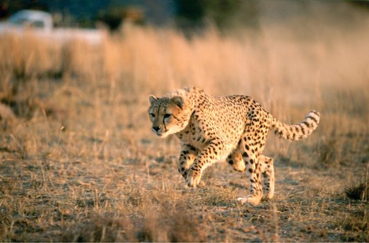 Duma: DVD oder Blu-ray leihen - VIDEOBUSTER.de