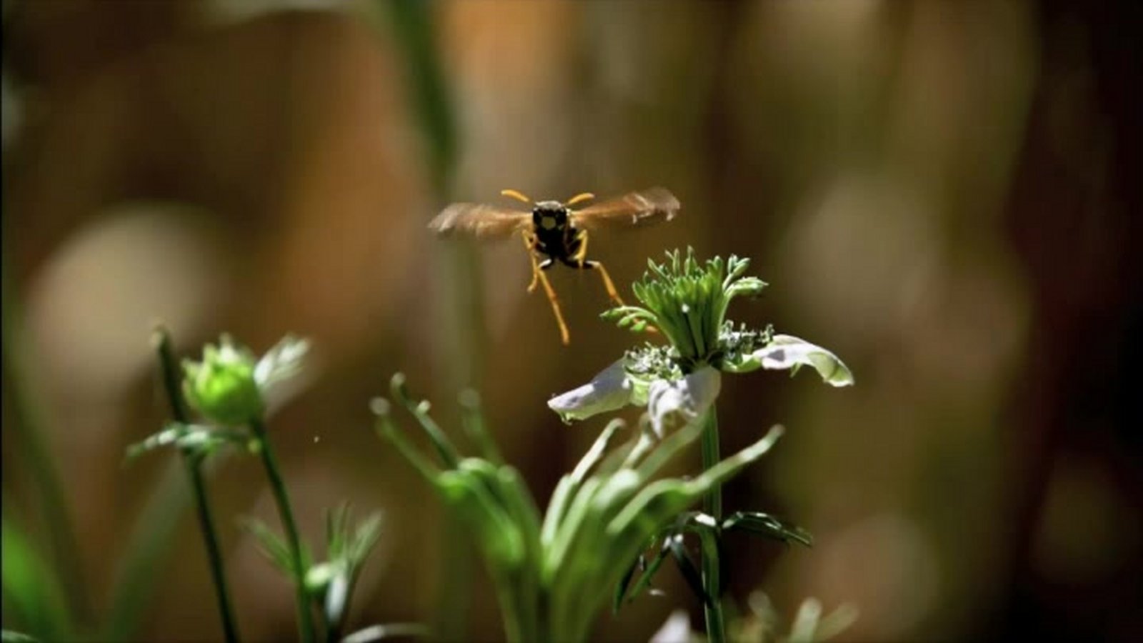 Kornfeld & Wiese: Blu-ray, 4K UHD, DVD leihen - VIDEOBUSTER