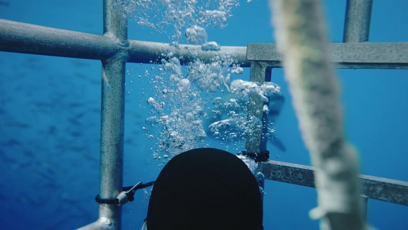 Sharksploitation: Stream, Blu-ray, 4K UHD oder DVD - VIDEOBUSTER