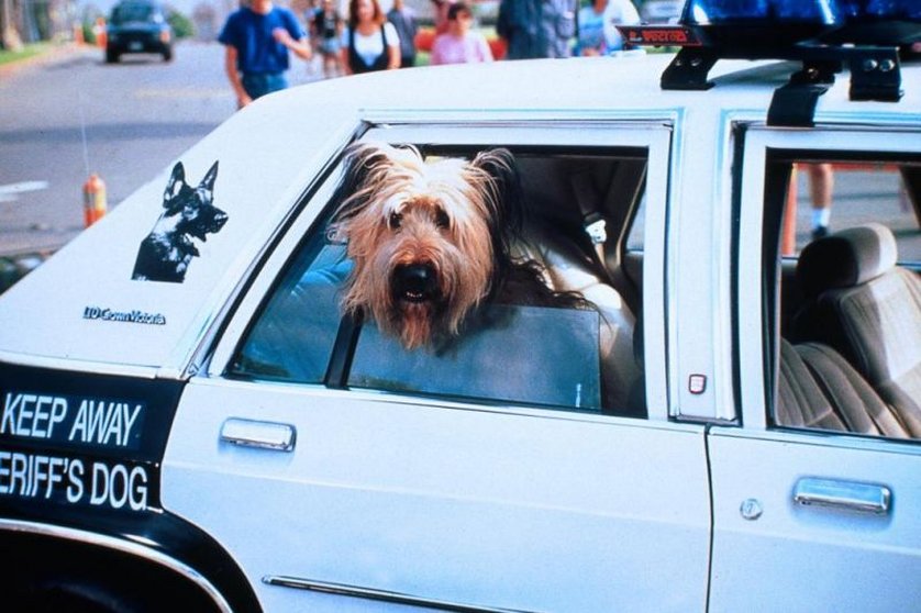 Top Dog: DVD oder Blu-ray leihen - VIDEOBUSTER.de