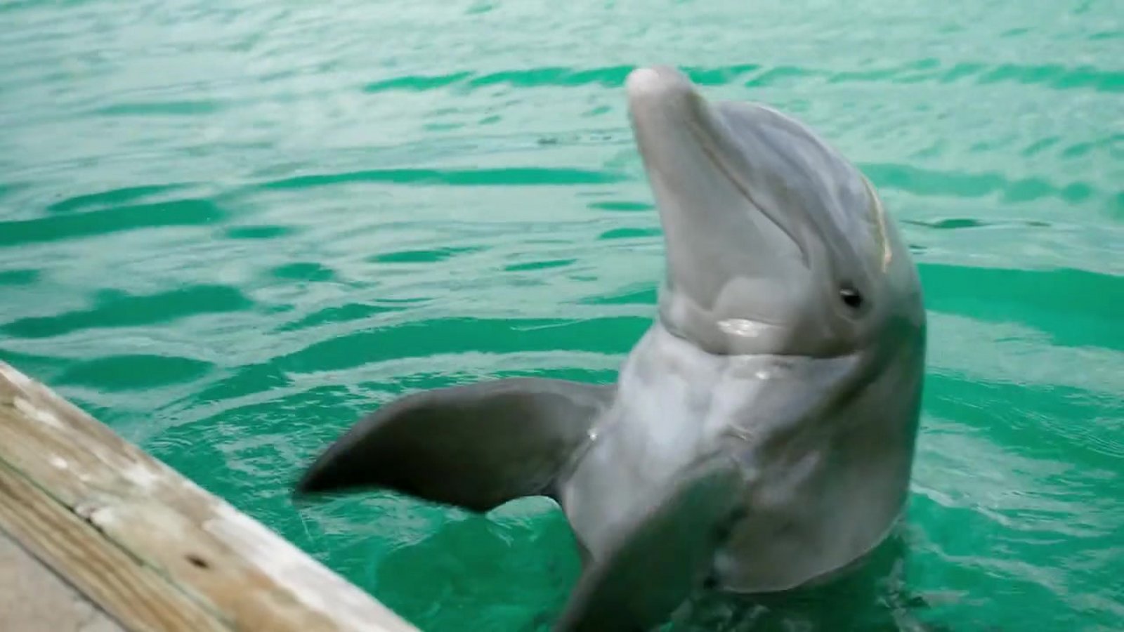 Die Insel der Delfine: Stream, Blu-ray, 4K UHD oder DVD - VIDEOBUSTER