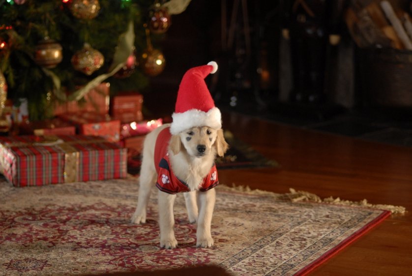 Santa Buddies: DVD oder Blu-ray leihen - VIDEOBUSTER.de