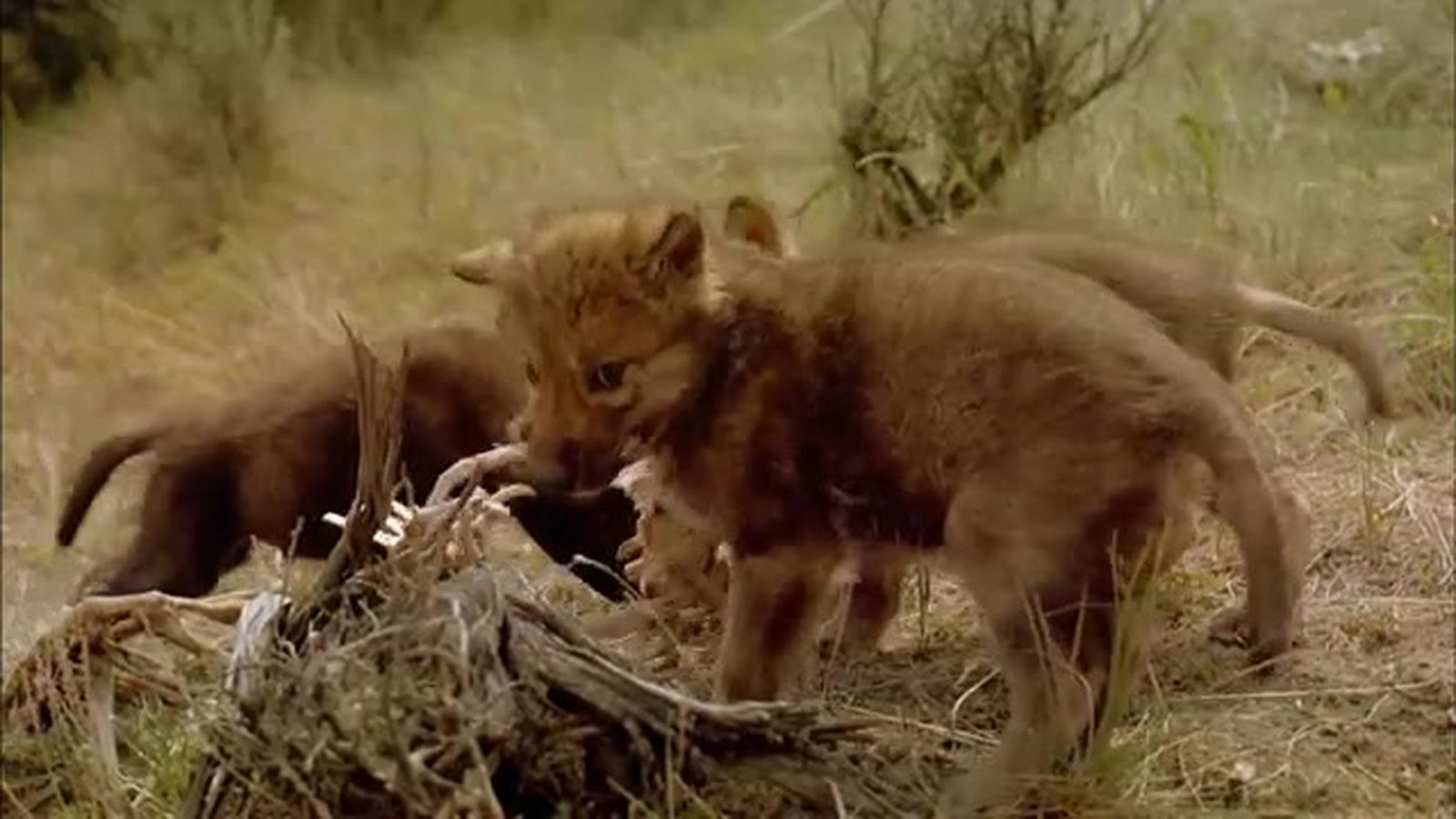 IMAX - Wolves: Blu-ray, 4K UHD, DVD leihen - VIDEOBUSTER